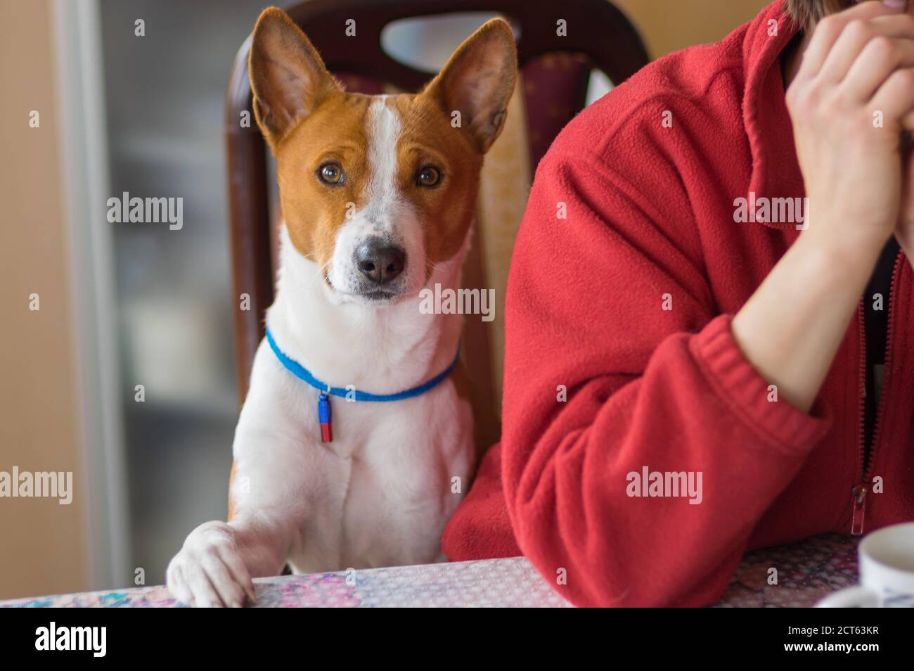 Portrait of smart basenji dog on a chair at the dinner table next to ...