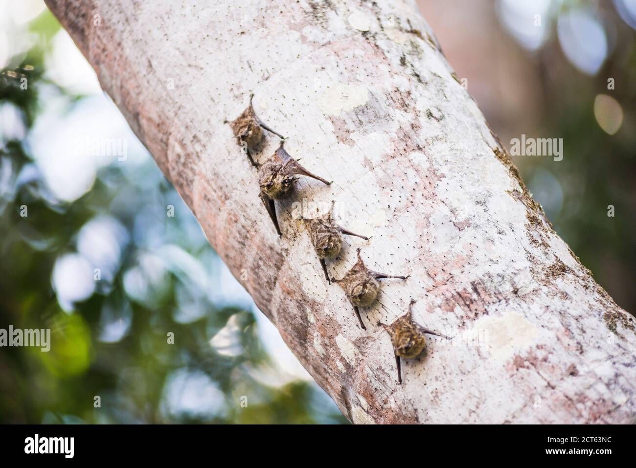 Proboscis Long Nosed Bats (Rhynchonycteris naso), Sandoval Lake ...