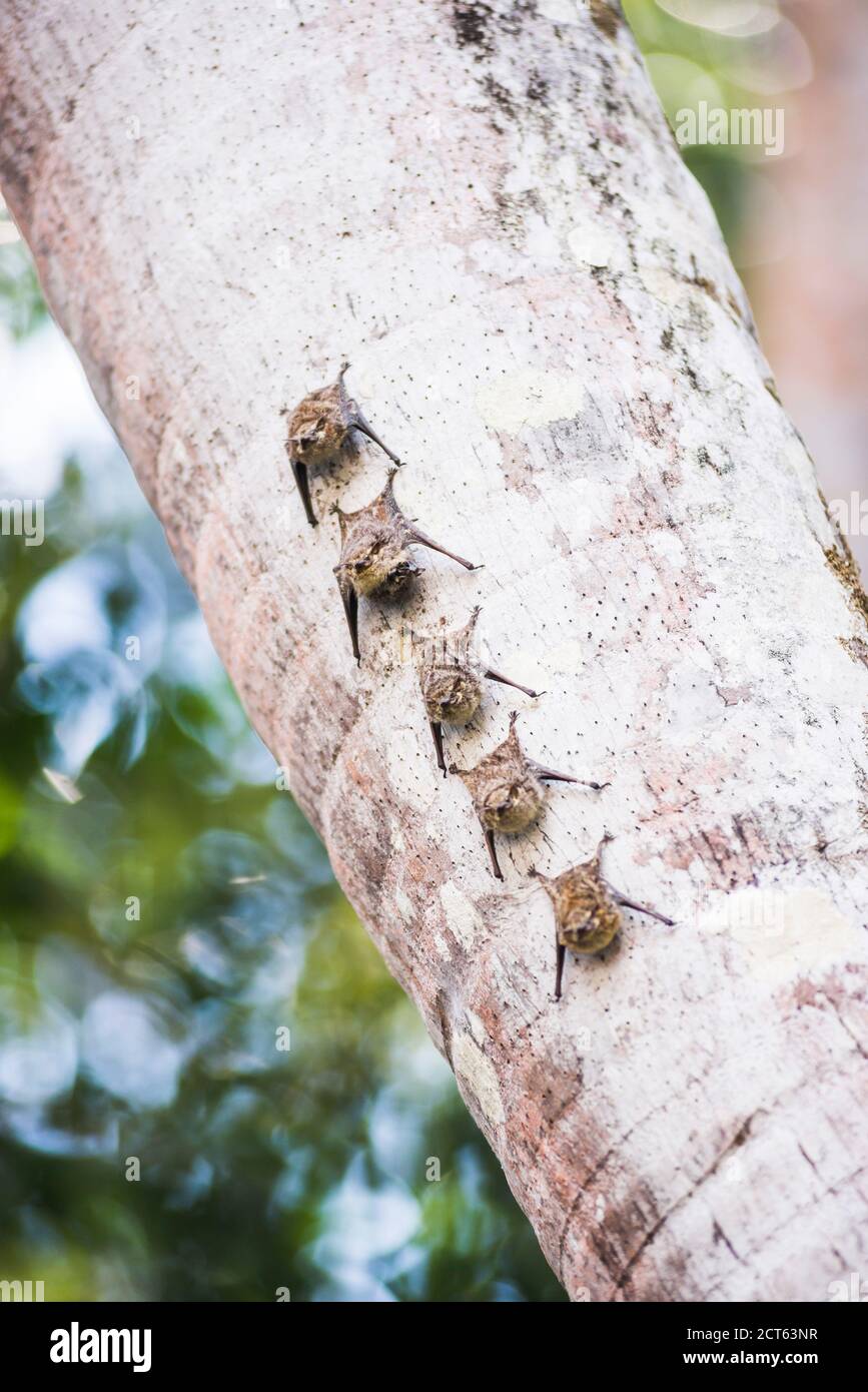 Proboscis Long Nosed Bats (Rhynchonycteris naso), Sandoval Lake ...