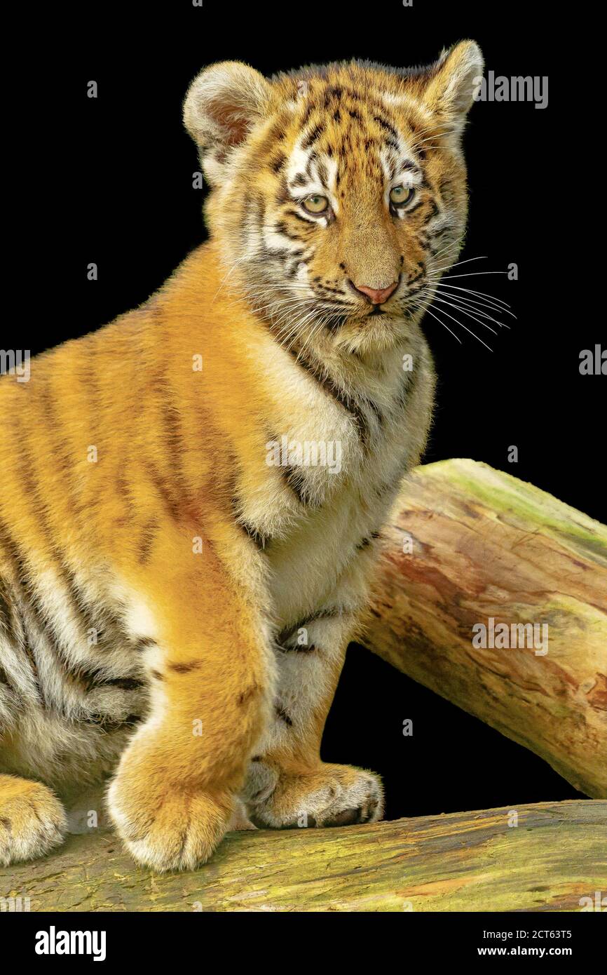 Tiger claw tree hi-res stock photography and images - Alamy