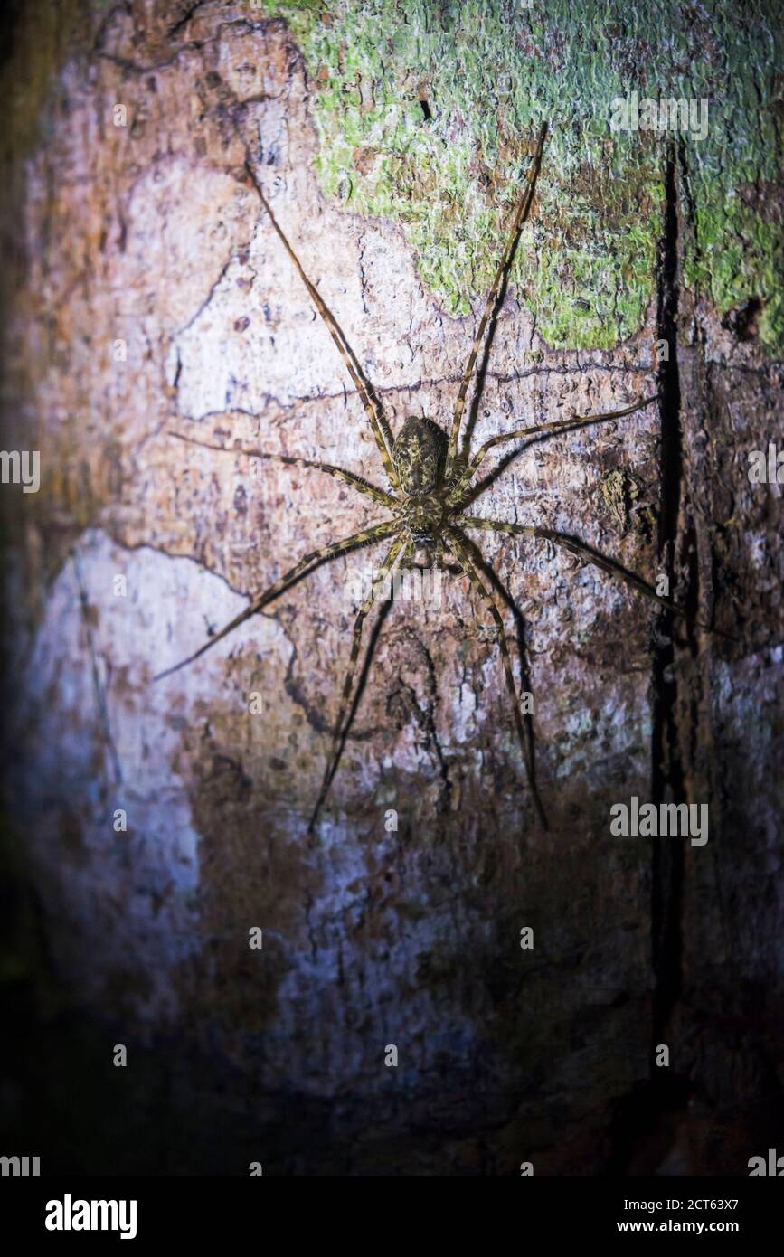 Amazon Rainforest Spiders