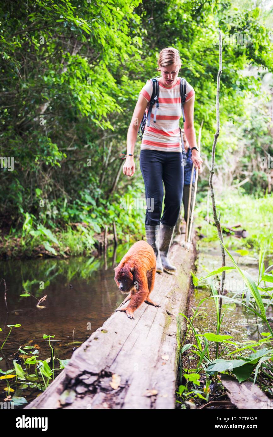 Red Howler Monkey walking with tourist, Tambopata National Reserve ...