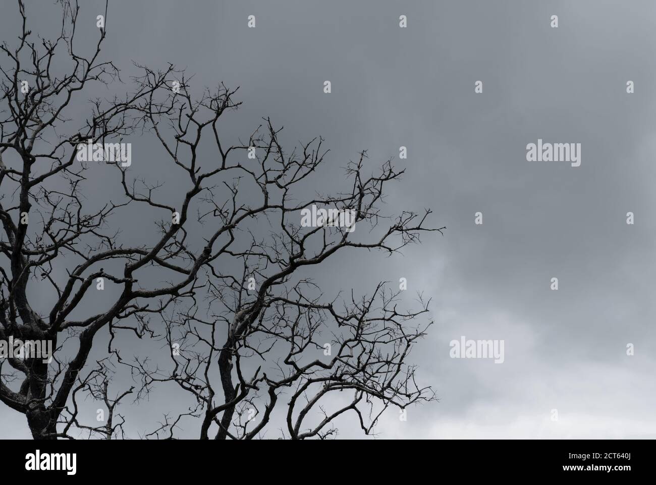 Silhouette dead tree on dark dramatic sky and gray clouds. Dark sky and ...
