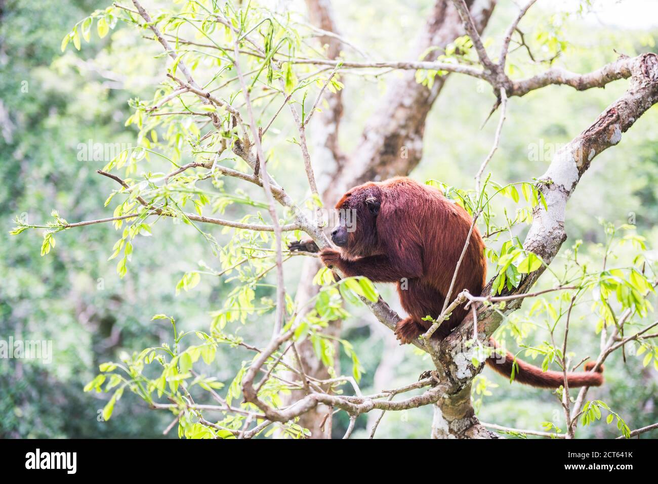 Red Howler Monkey (Alouatta Seniculus), Tambopata National Reserve ...