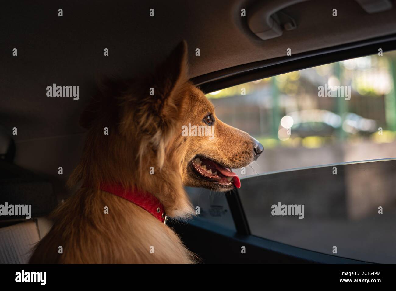 Cute domestic dog with his head out of the car window Stock Photo - Alamy