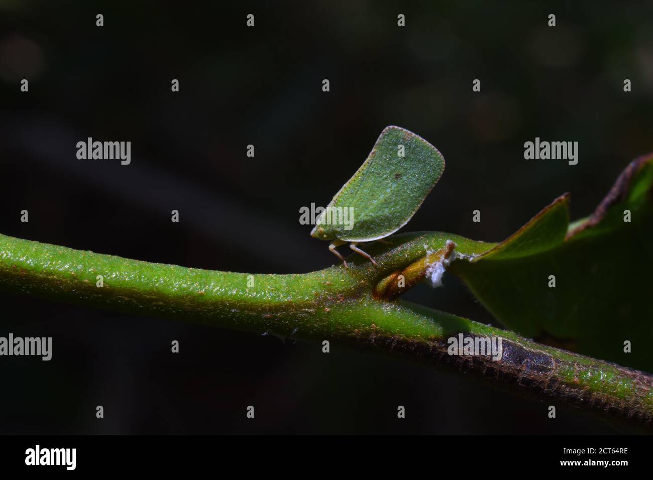 White planthopper in nature hi-res stock photography and images - Alamy