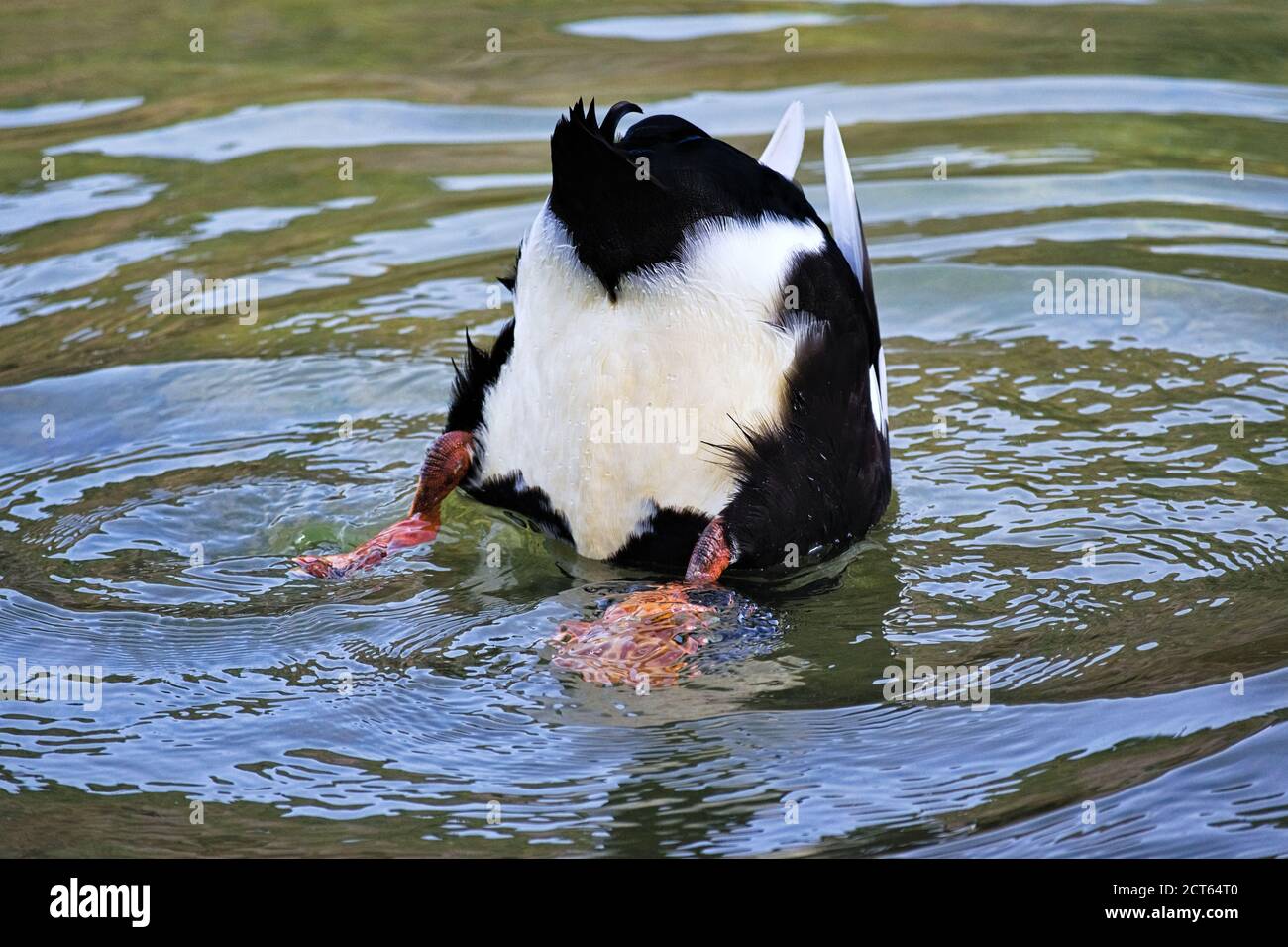 Duck diving with head under water, bottom up Stock Photo - Alamy
