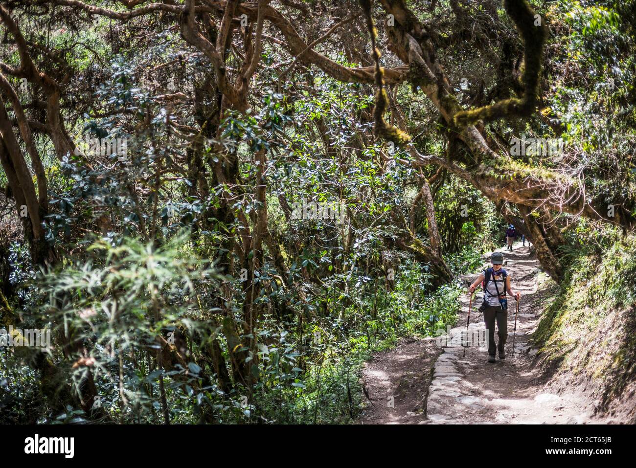 Cloud Forest on Inca Trail Trek day 2, Cusco Region, Peru, South ...
