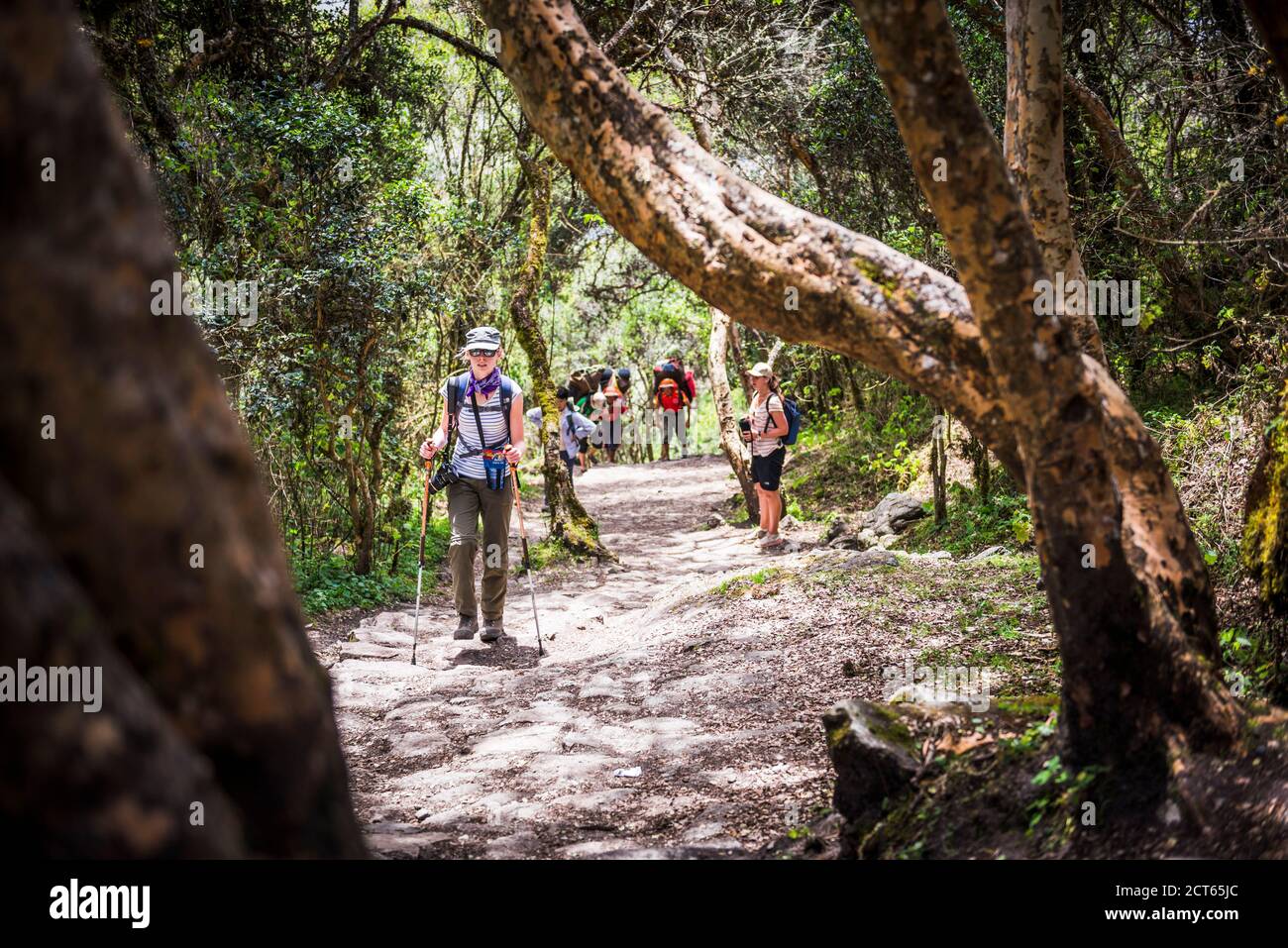 Cloud Forest on Inca Trail Trek day 2, Cusco Region, Peru, South America Stock Photo - Alamy