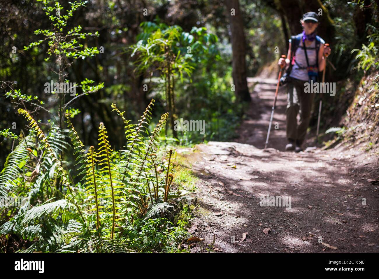 Cloud Forest on Inca Trail Trek day 2, Cusco Region, Peru, South ...