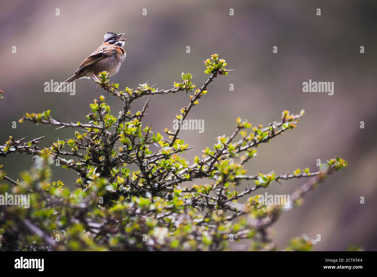 Bird, seen on Inca Trail day 2, Cusco Region, Peru, South America Stock ...