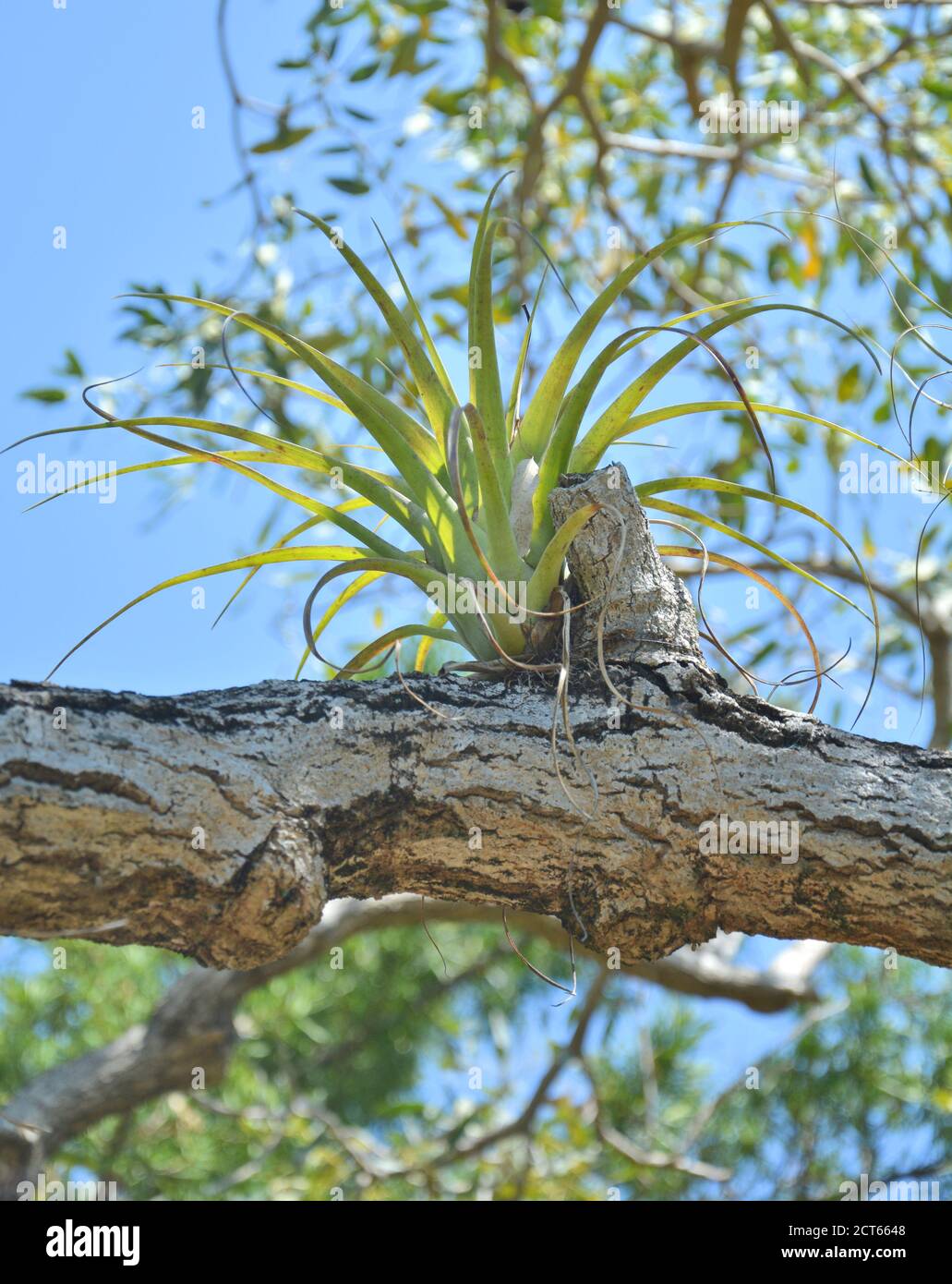 Epiphyte garden hi-res stock photography and images - Alamy