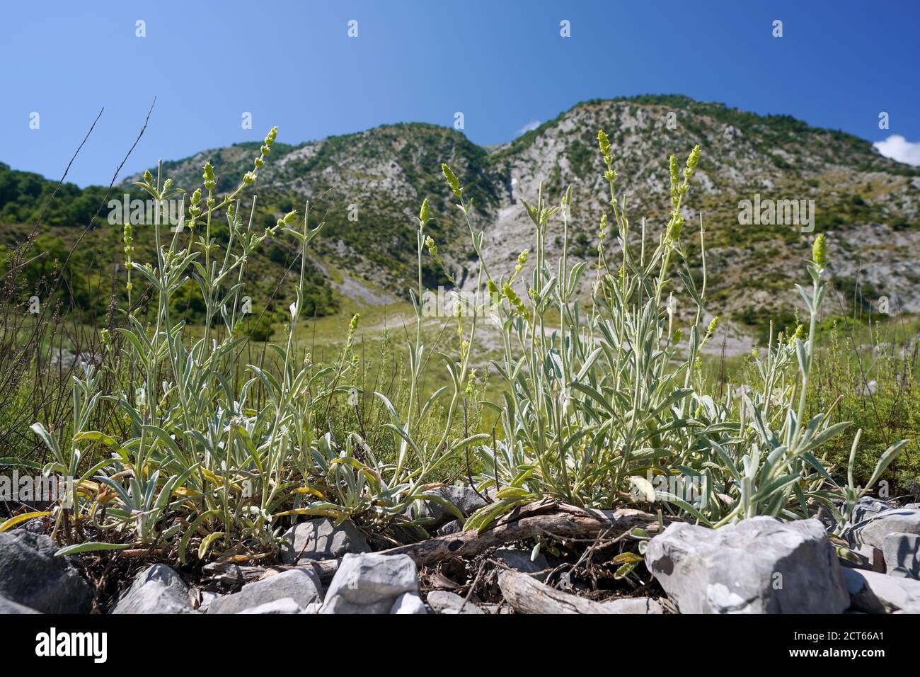 26 June 2020, Albania, Përmet: A planting tuft of Greek mountain tea of ...