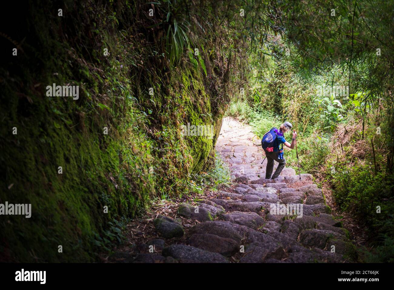 Inca Trail through cloud forest on day 3 of the trek, Cusco Region ...