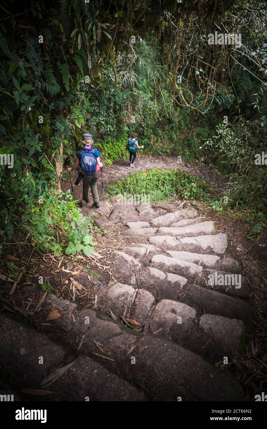 Inca Trail through cloud forest on day 3 of the trek, Cusco Region ...