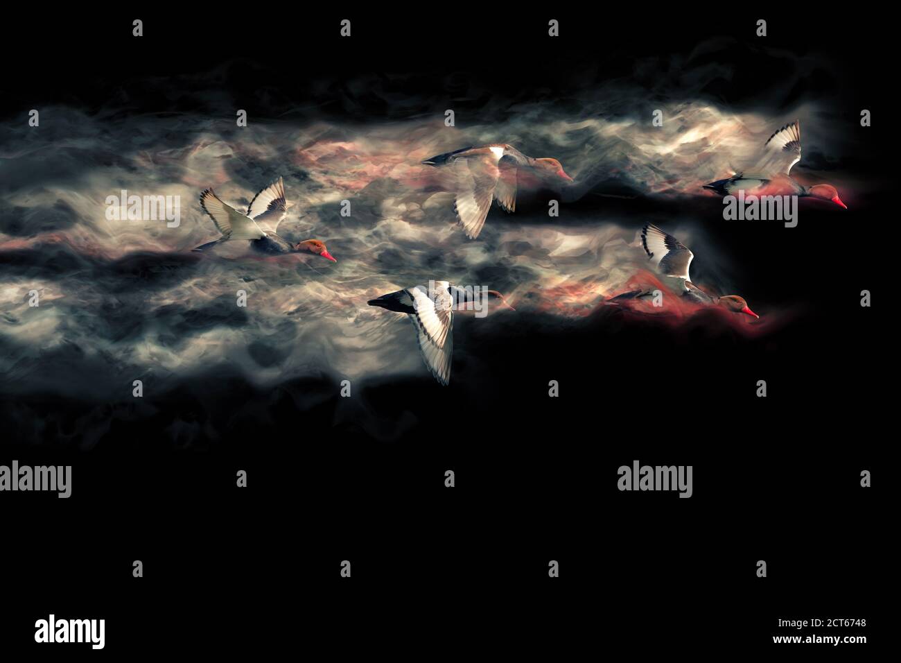 Abstract nature. Flying bird. Dispersion effect. Black background Stock ...