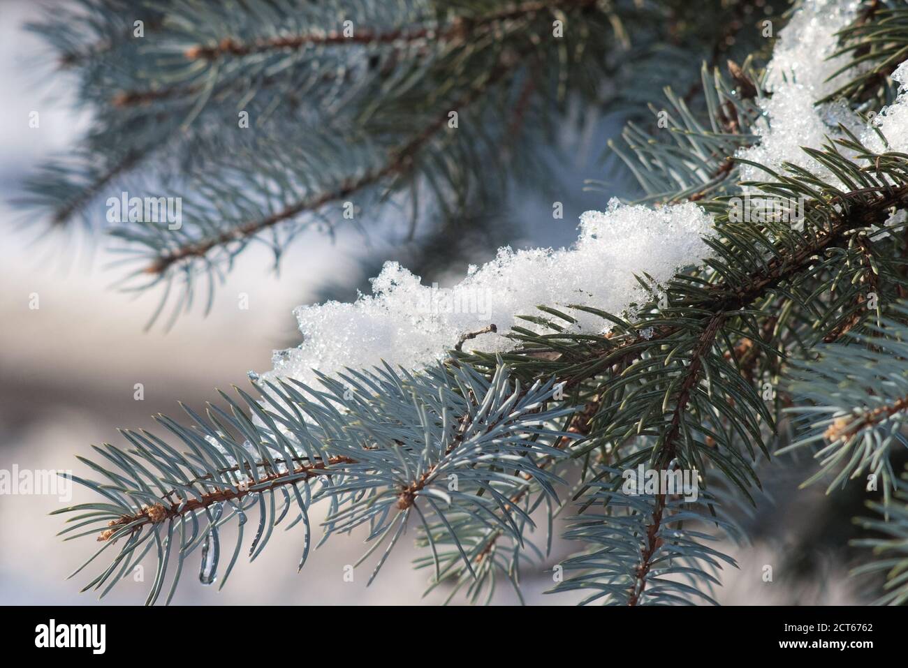 Snow melting on a branch hi-res stock photography and images - Alamy