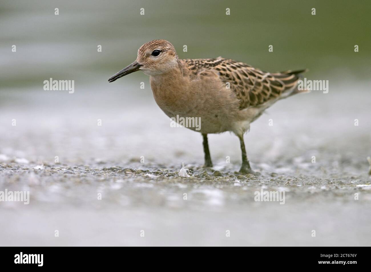 Ruff High Resolution Stock Photography and Images - Alamy