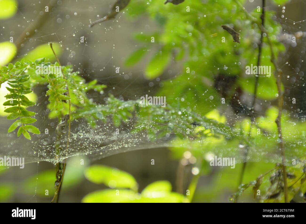 Drop of water on spider net in garden Stock Photo - Alamy