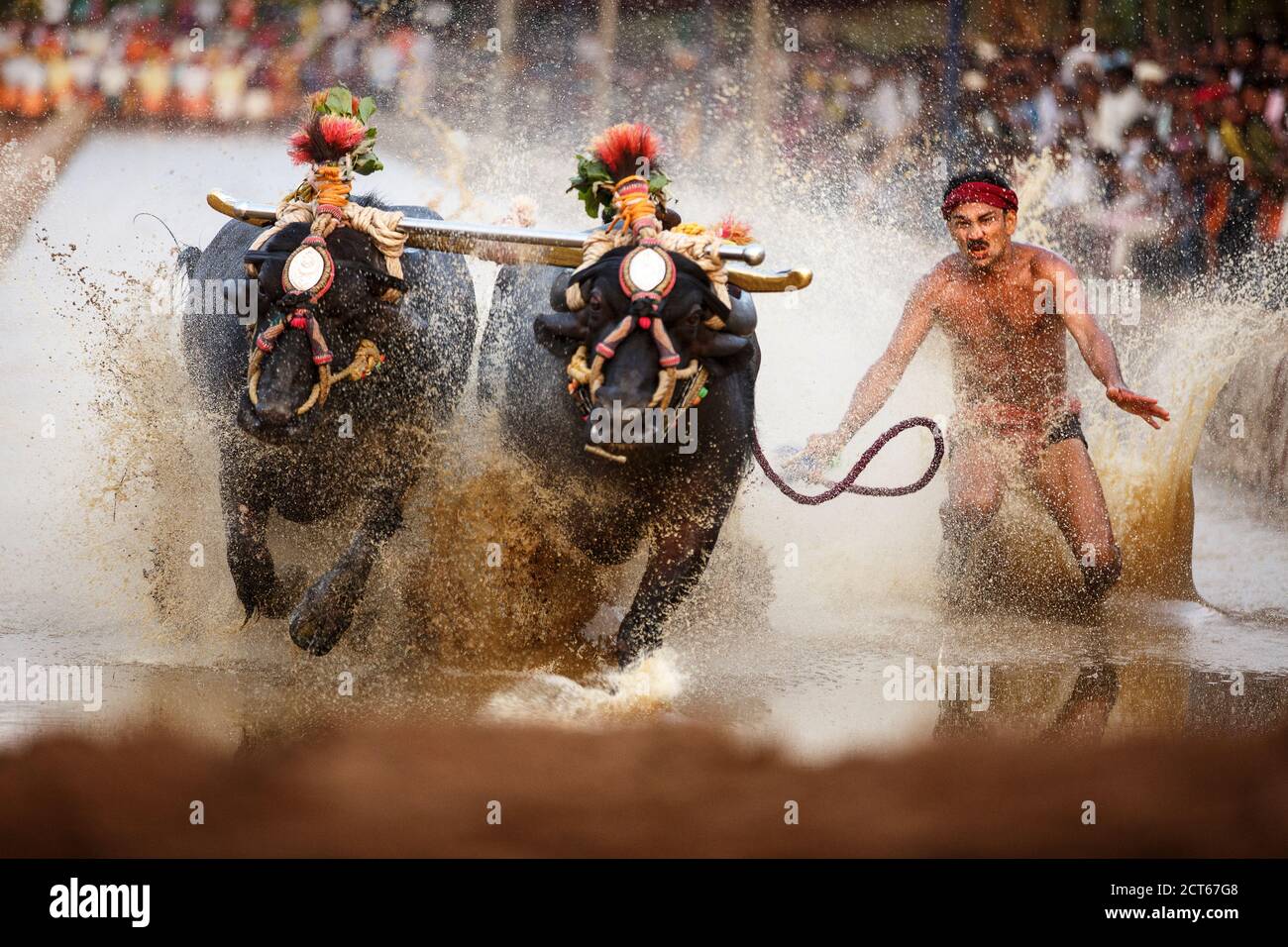 Slipping: Kambal Event, Mangalore, Karnataka, India Stock Photo - Alamy