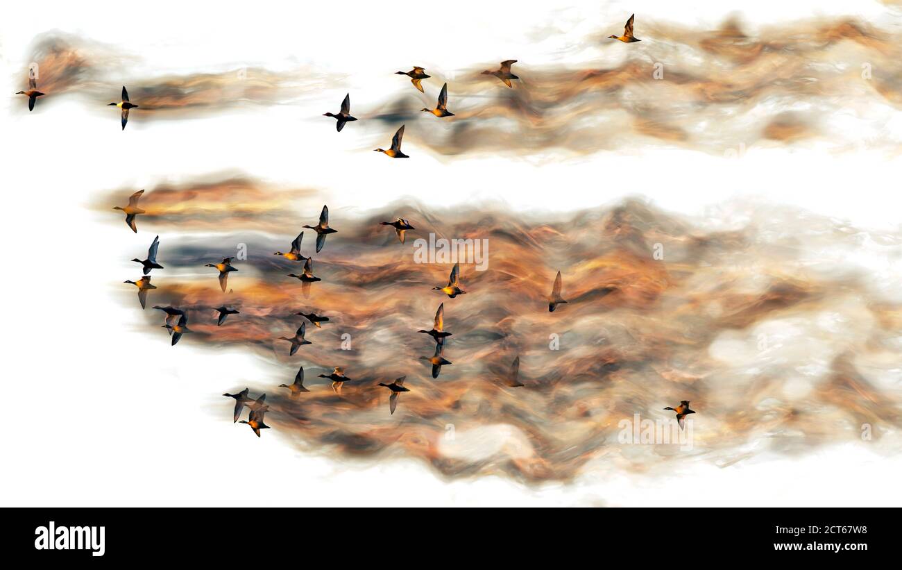 Abstract nature. Flying bird. Dispersion effect Stock Photo - Alamy