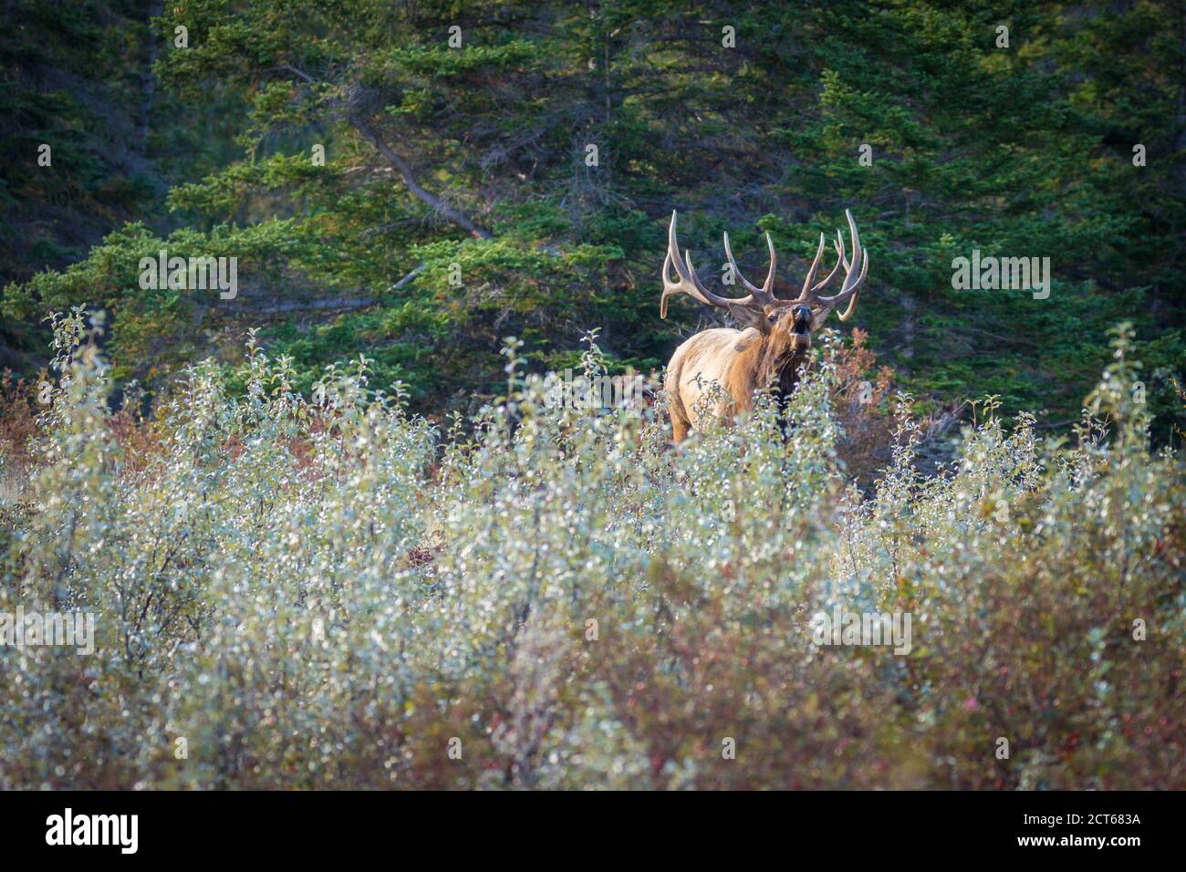 Closeup of a resting elk, an animal, and picturesque nature scenery ...
