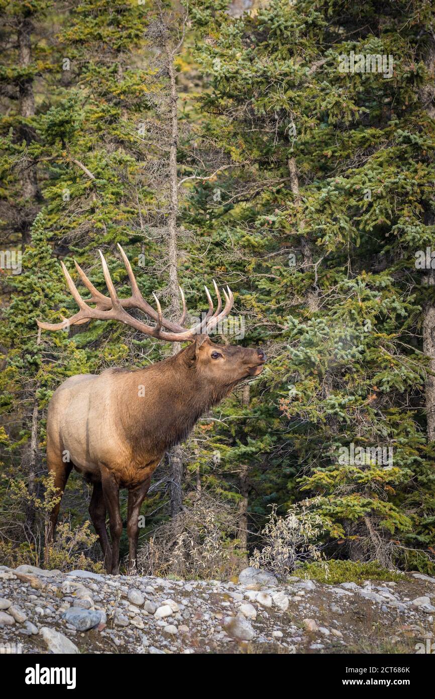 Closeup of a resting elk, an animal, and picturesque nature scenery ...