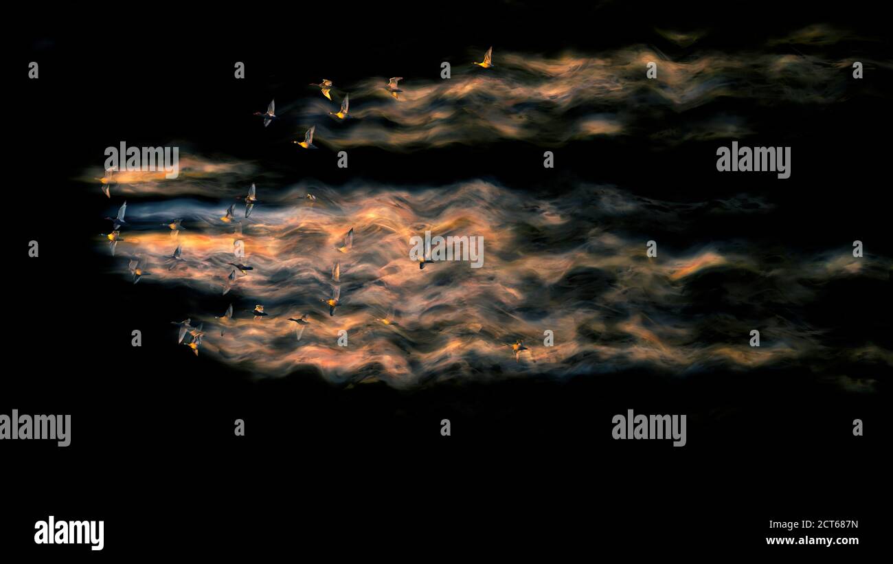 Abstract nature. Flying bird. Dispersion effect Stock Photo - Alamy