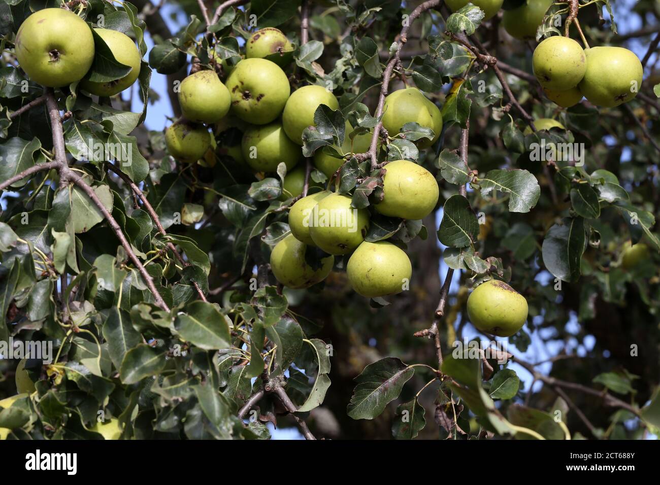 Fresh green pear in garden hi-res stock photography and images - Alamy