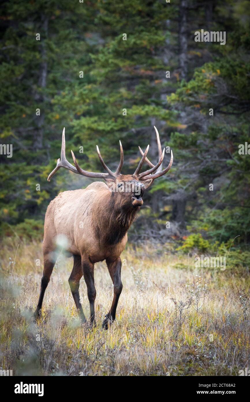 Closeup of a resting elk, an animal, and picturesque nature scenery ...