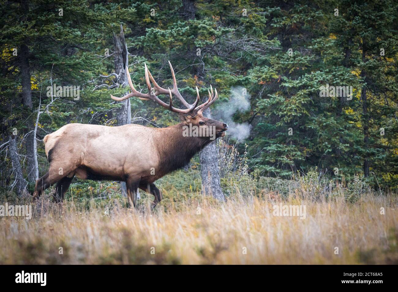 Closeup of a resting elk, an animal, and picturesque nature scenery ...