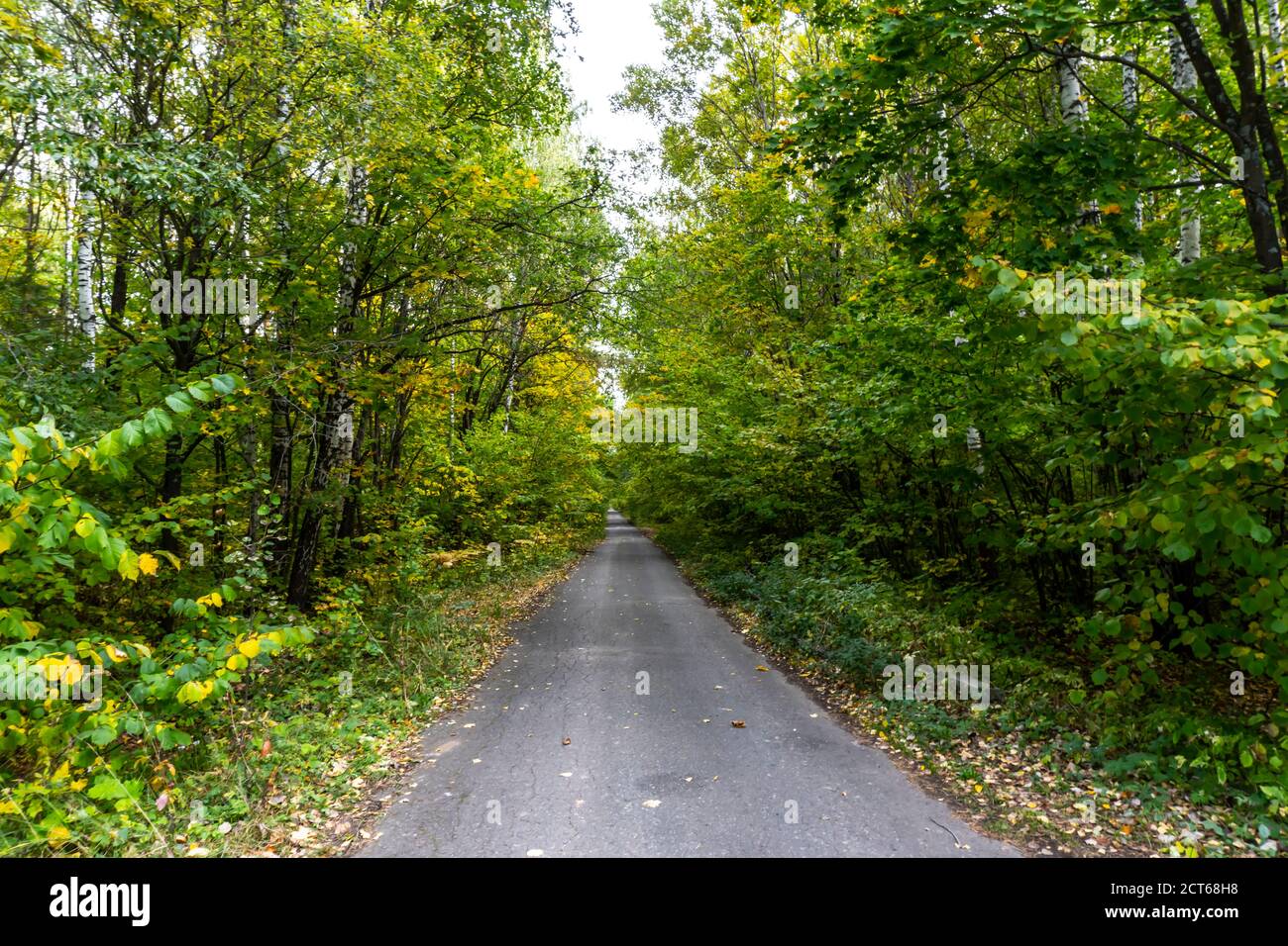 beautiful autumn forest in September, can be used for backgrounds ...