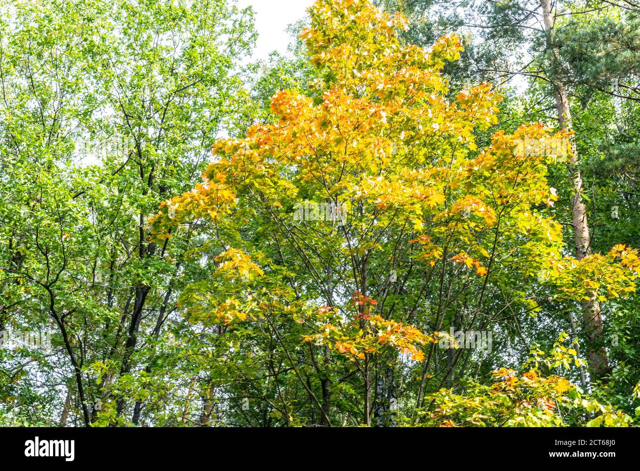 beautiful autumn forest in September, can be used for backgrounds ...