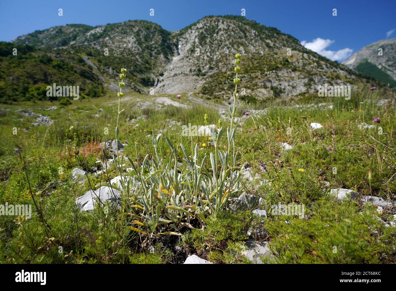 Albania mountain tea hi-res stock photography and images - Alamy