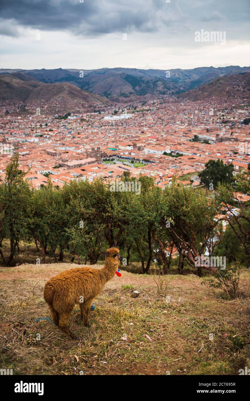 Alpaca above Cusco, Peru, South America Stock Photo - Alamy