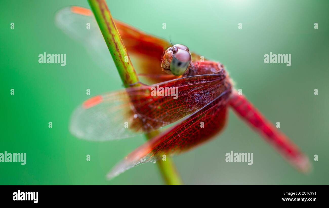 red dragonfly resting on a stem, macro photography of this colorful and ...