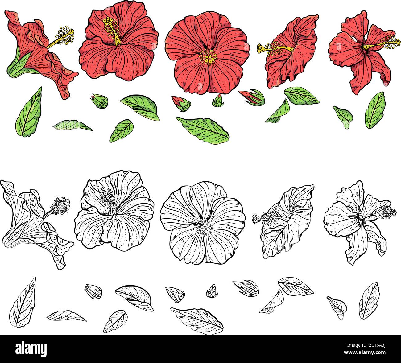 Hand drawn hibiscus flowers and leaves clipart Stock Vector Image & Art ...