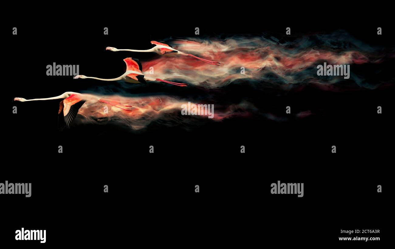 Abstract nature. Flying bird. Dispersion effect. Black background Stock ...