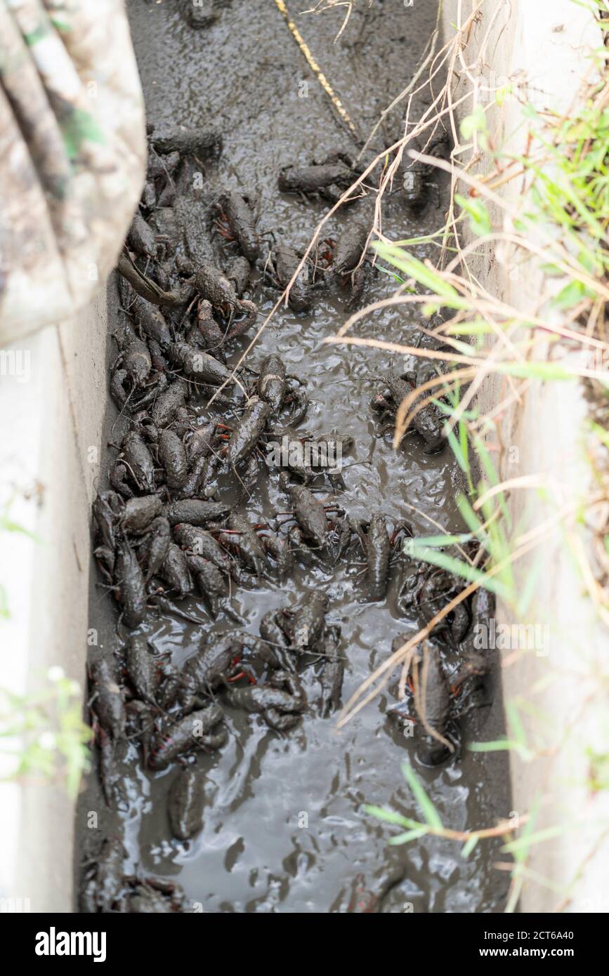 Red swamp crayfish (Procambarus clarkii) gathered in waterway of rice ...