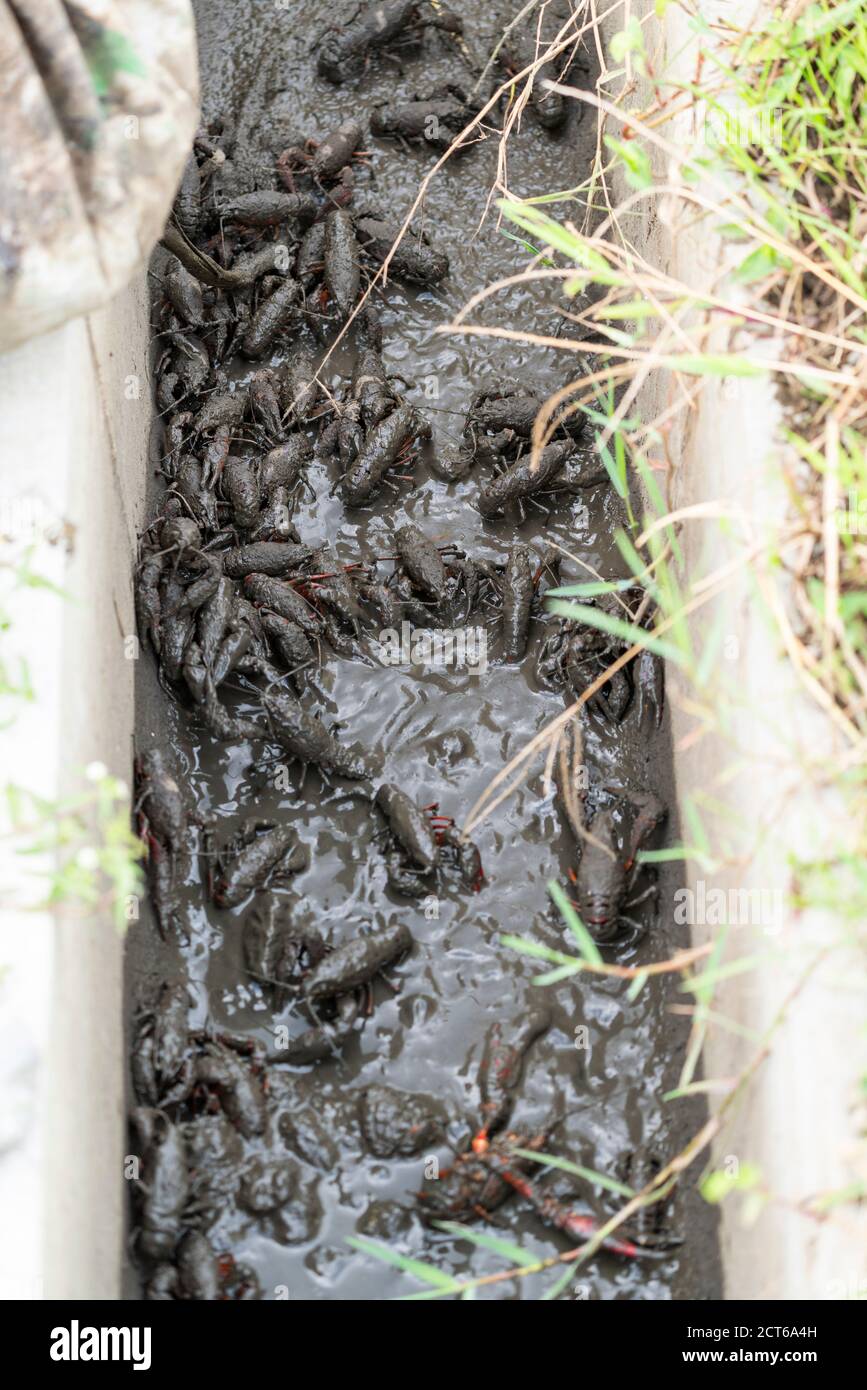 Red swamp crayfish procambarus clarkii hi-res stock photography and ...