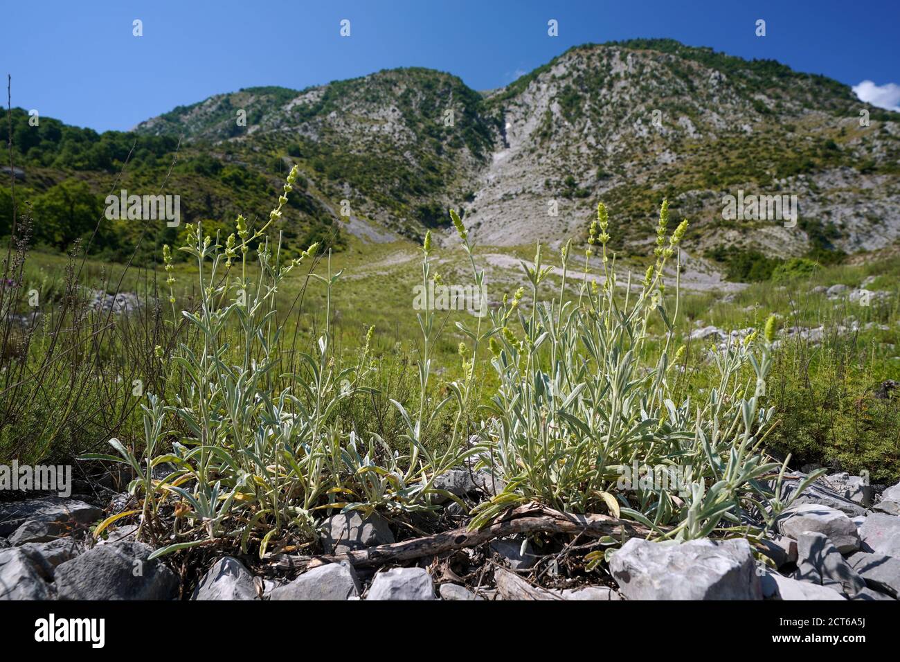 Albania mountain tea hi-res stock photography and images - Alamy