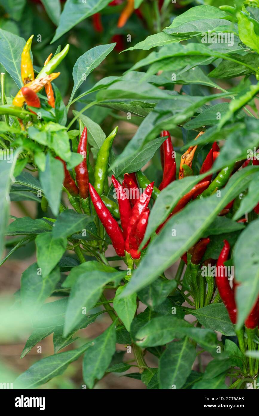Chili pepper field, Isehara City, Kanagawa Prefecture, Japan Stock ...