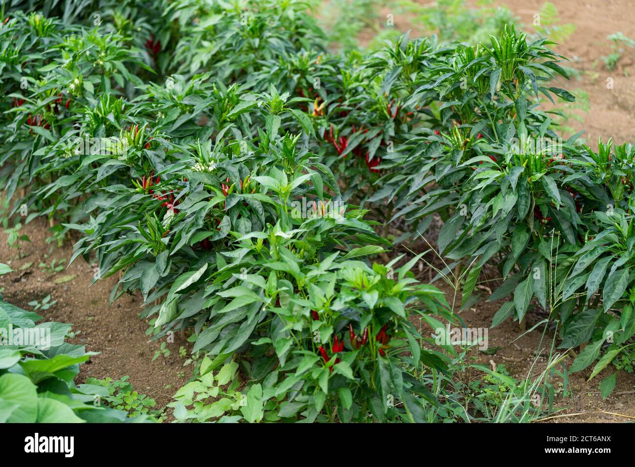 Chili pepper field hi-res stock photography and images - Alamy