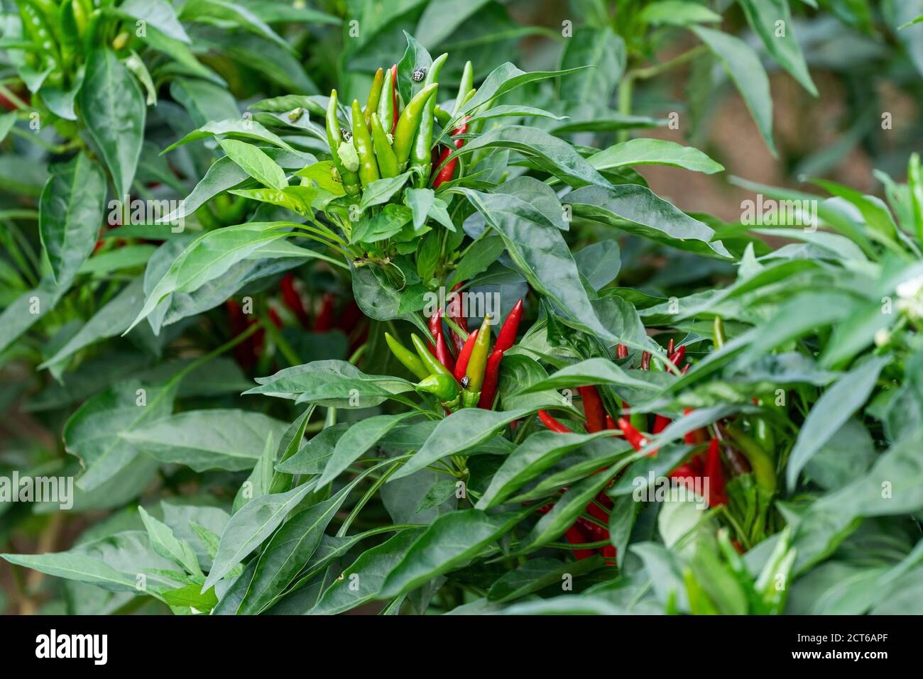 Chili pepper field hi-res stock photography and images - Alamy