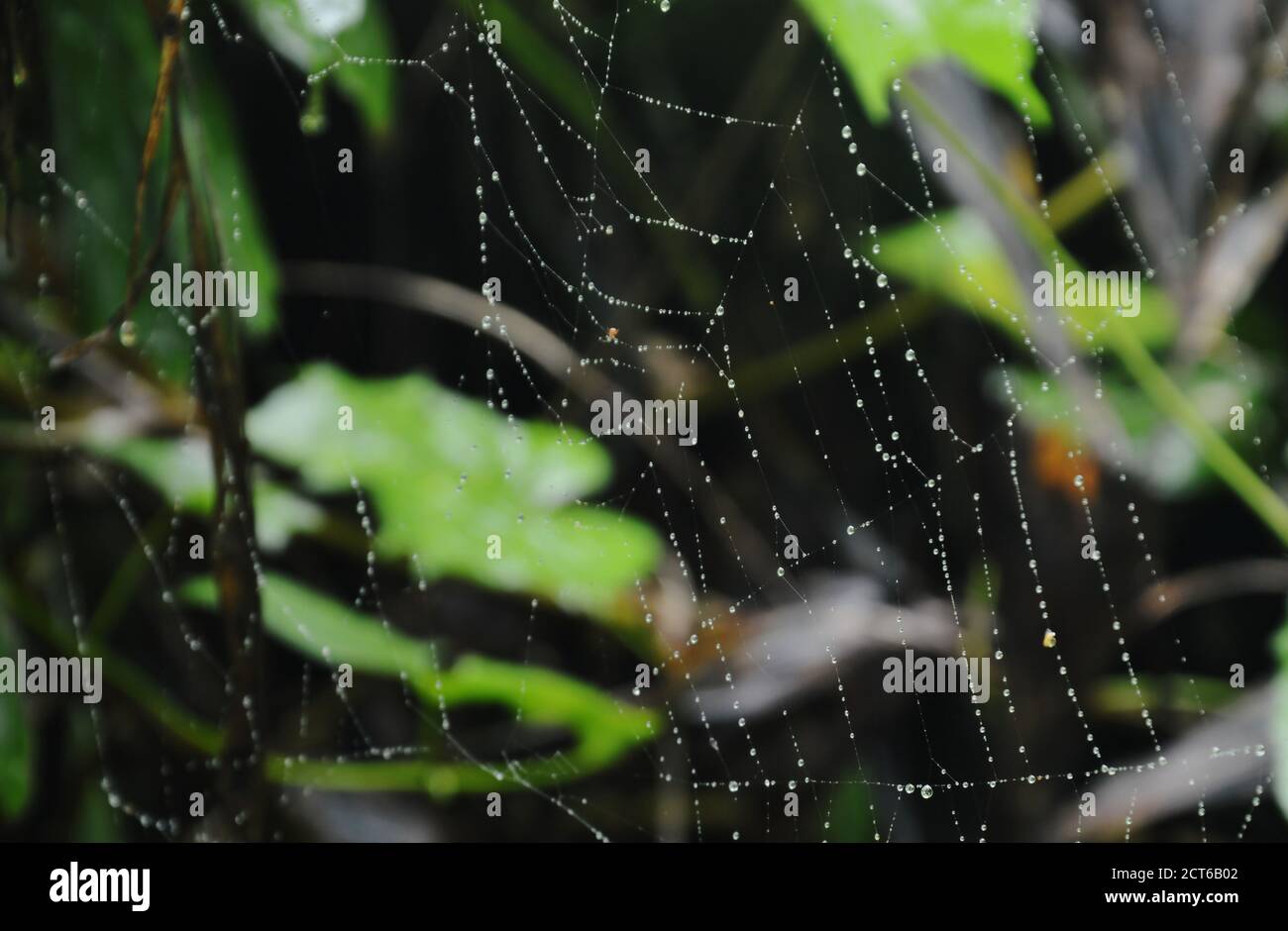 Drop of water on spider net in forest Stock Photo - Alamy