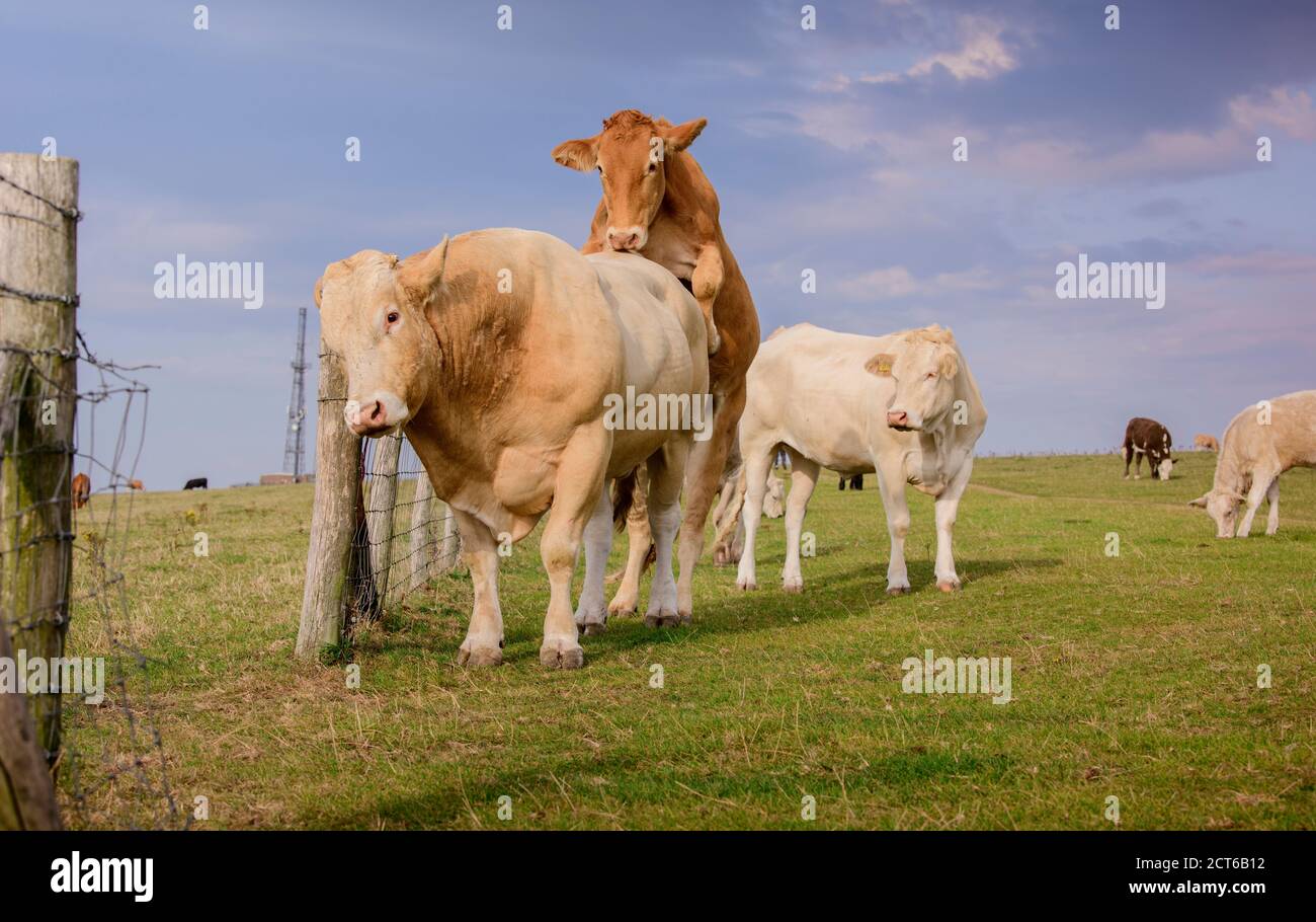 Cows mounting hi-res stock photography and images - Alamy