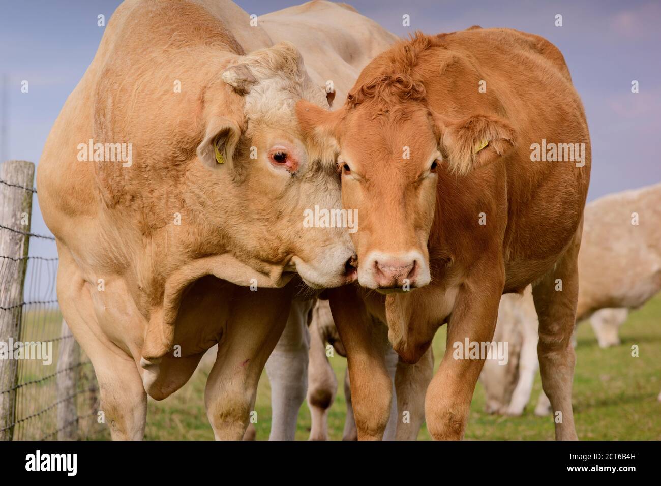 Sussex beef cattle hi-res stock photography and images - Alamy