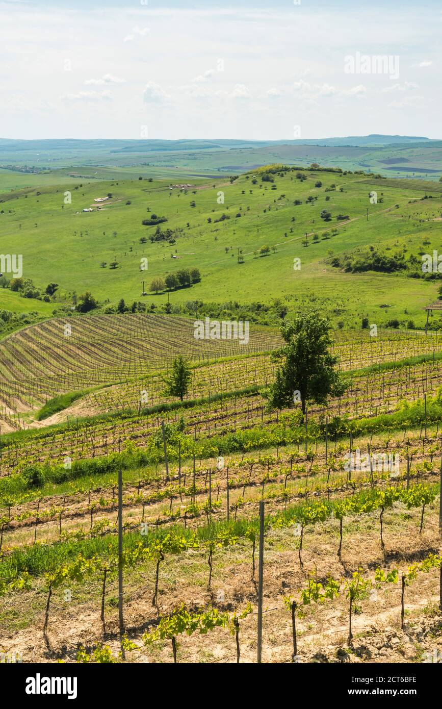 Vineyards at a winery near Brasov, Transylvania, Romania Stock Photo ...