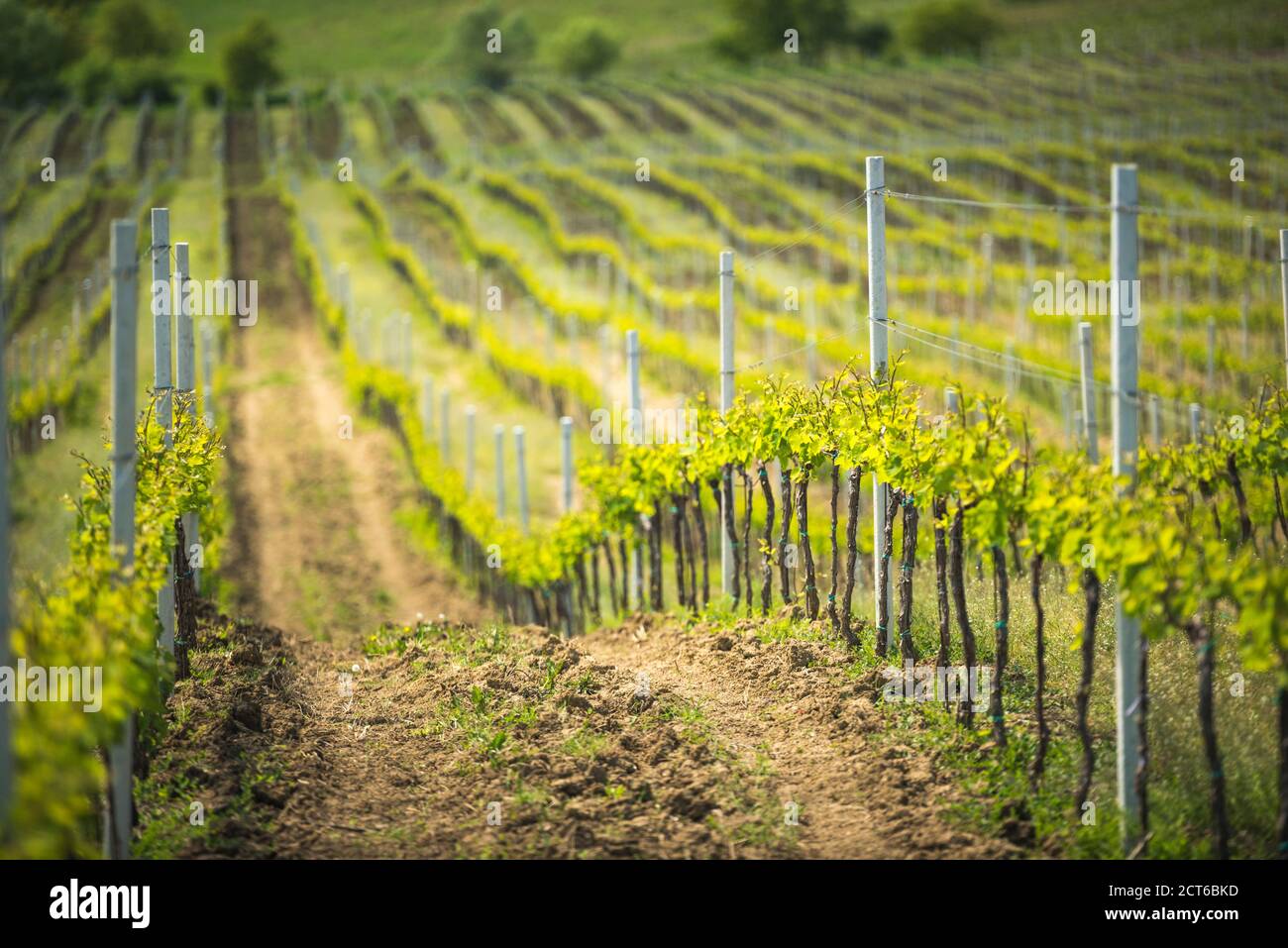Vineyards at a winery near Brasov, Transylvania, Romania Stock Photo ...