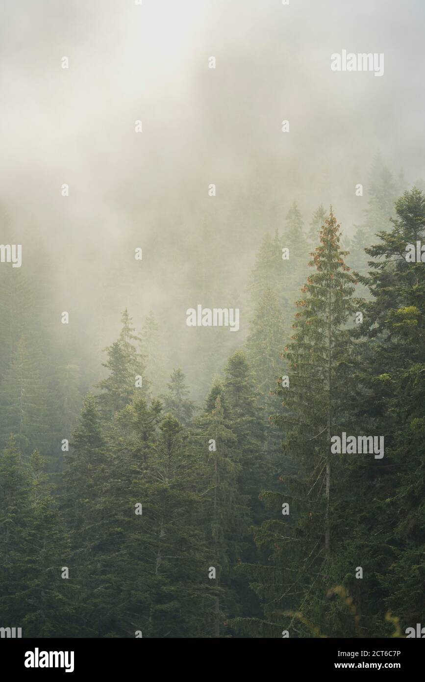 Misty Romanian forest landscape, Sucevita Monastery, Bukovina Region ...